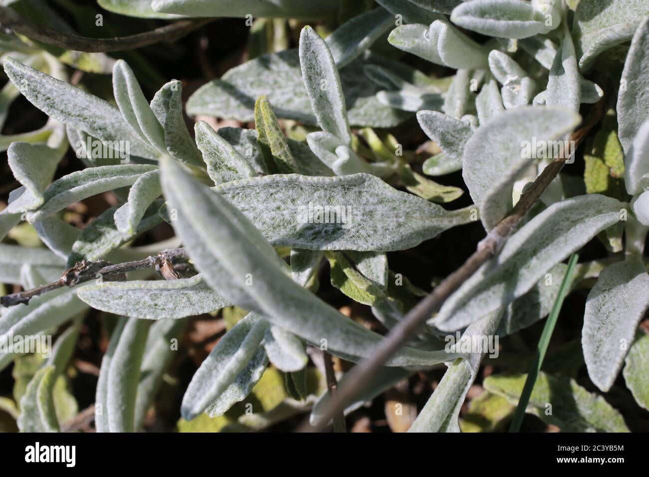 Sideritis syriaca hi-res stock photography and images - Alamy