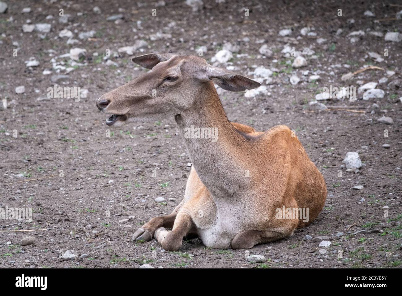 Hornless deer hi-res stock photography and images - Alamy