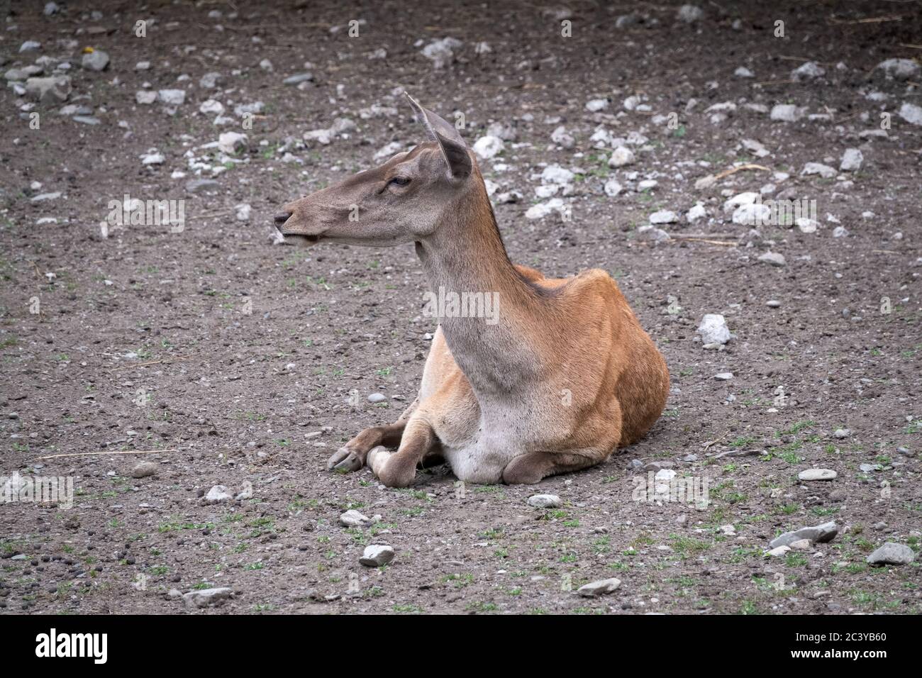 Hornless deer hi-res stock photography and images - Alamy