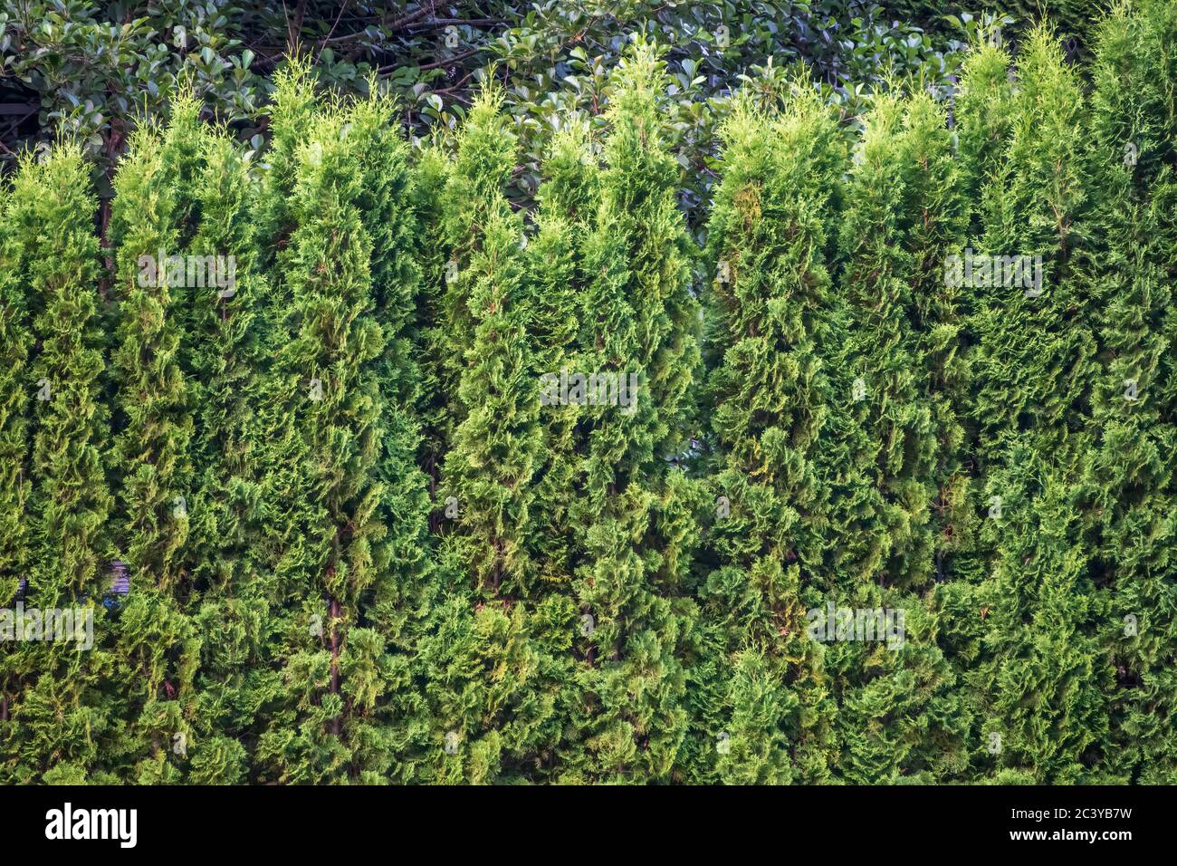 Conifer evergreen trees at natural hedge wall hi-res stock photography ...