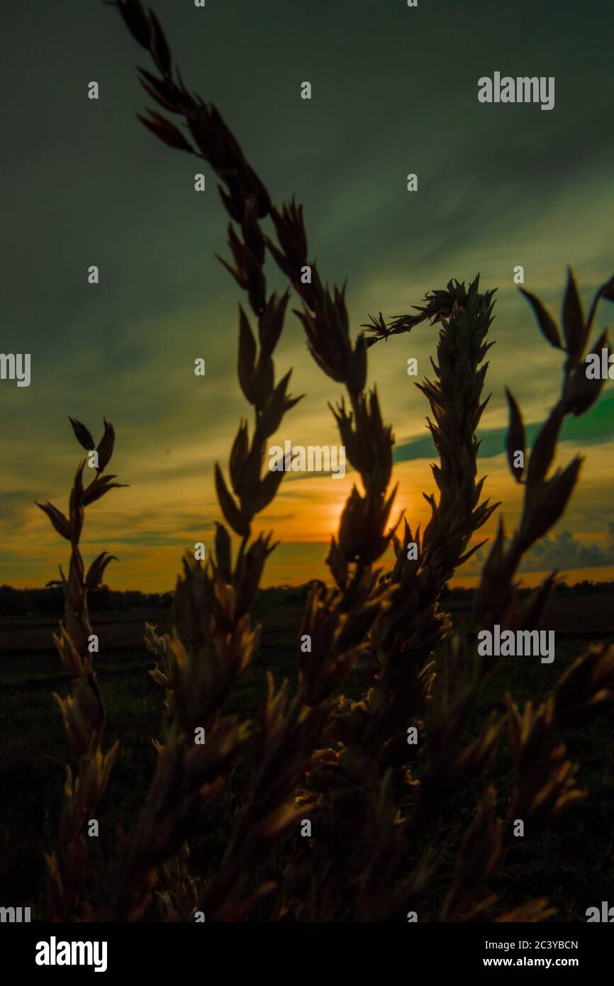 Silhouette of farm crops across the beautiful sunset Stock Photo - Alamy