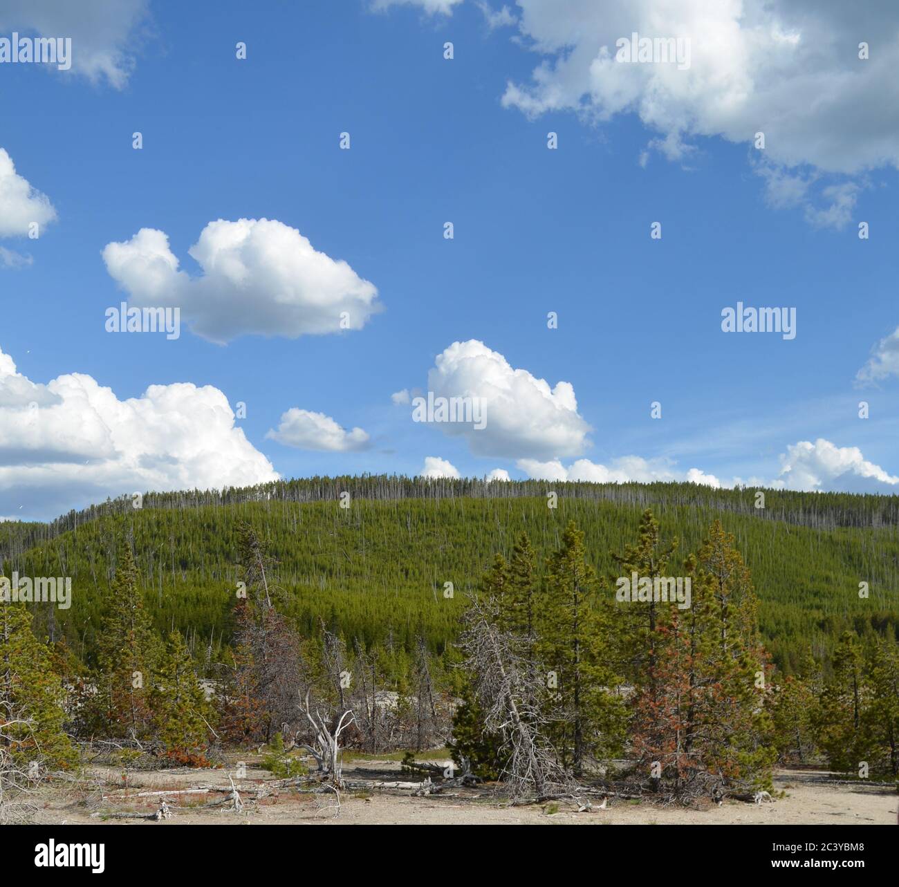 Late Spring in Yellowstone National Park: Bright Blue Cloud-Filled Sky ...