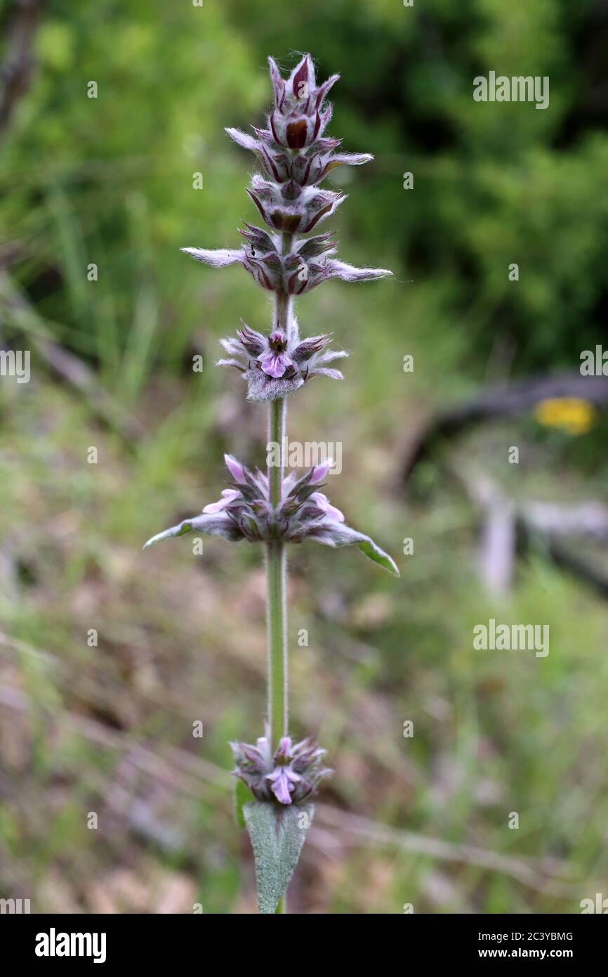 Stachys cretica subsp cassia hi-res stock photography and images - Alamy
