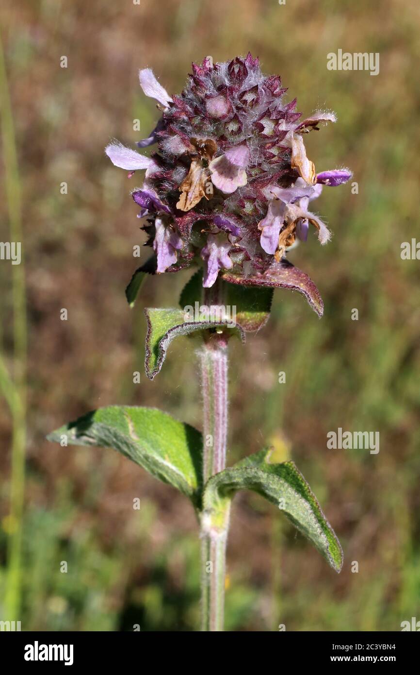 Stachys thracica - Wild plant shot in summer Stock Photo - Alamy