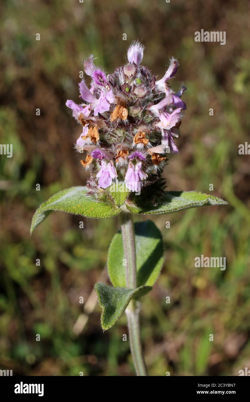 Stachys thracica - Wild plant shot in summer Stock Photo - Alamy