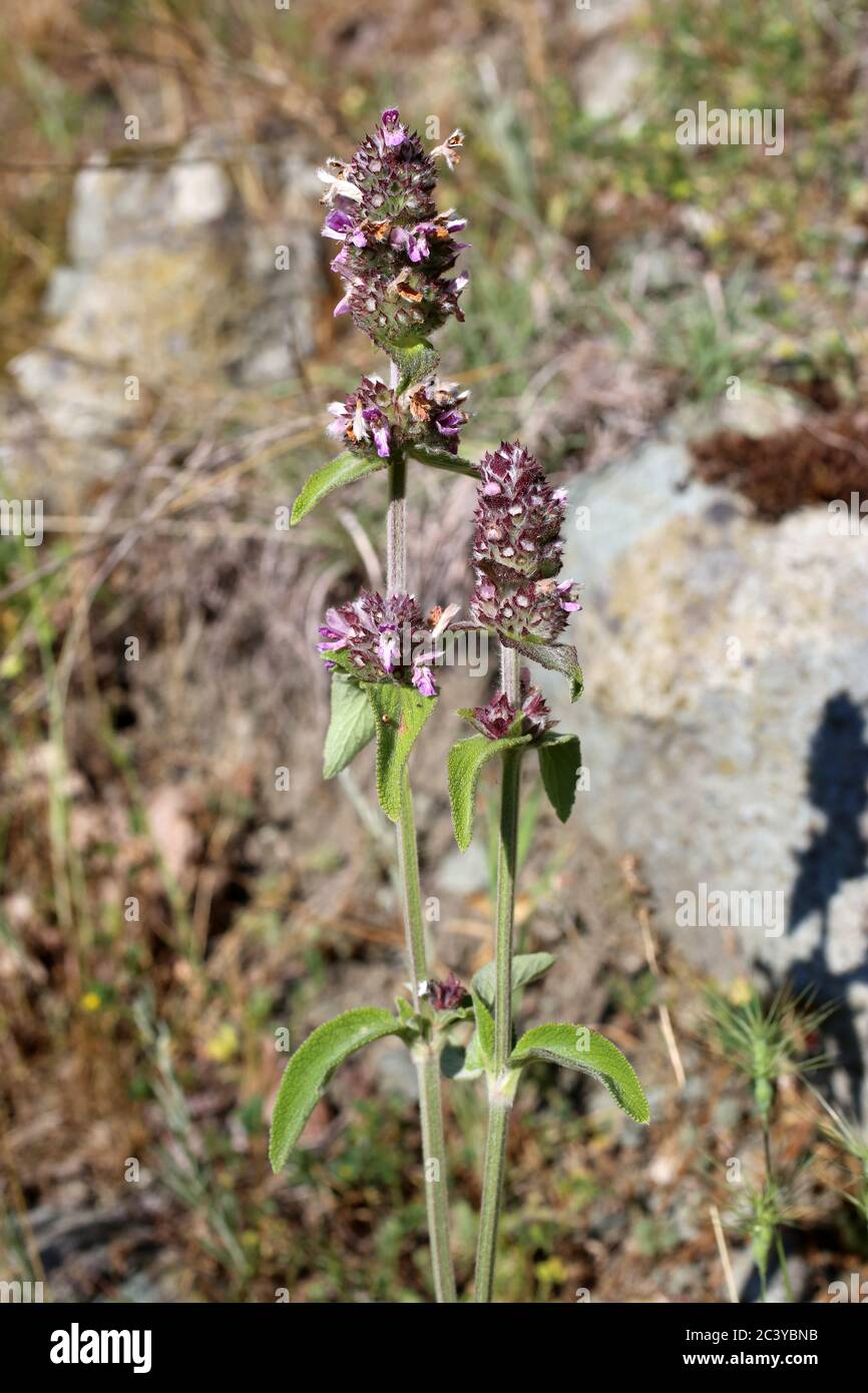 Stachys thracica - Wild plant shot in summer Stock Photo - Alamy