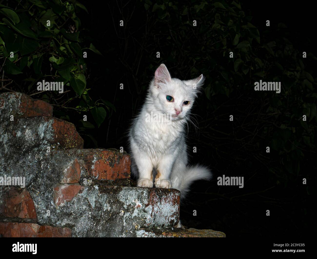 White cat with luminous eyes in the night darkness Stock Photo - Alamy