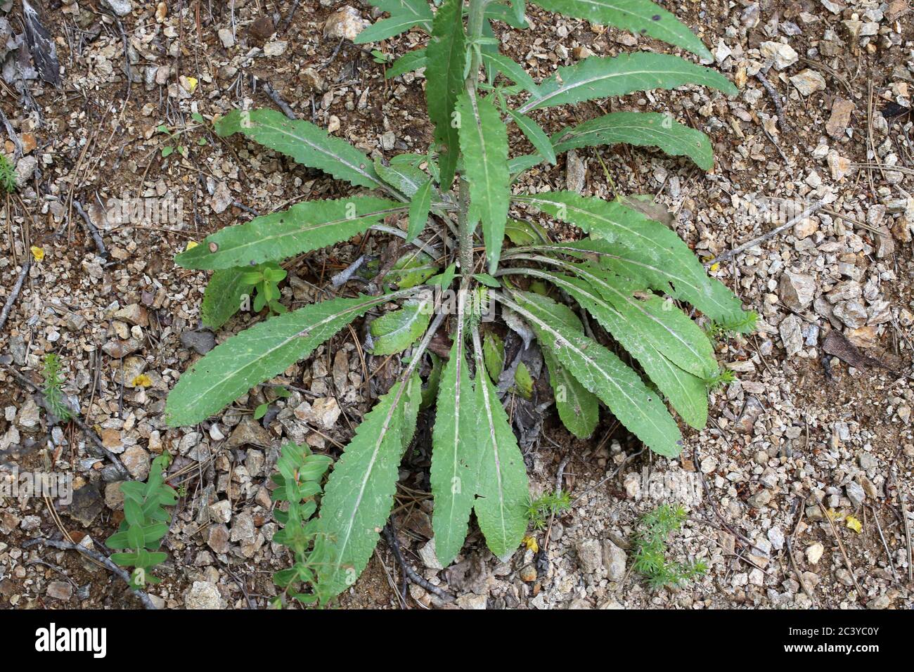 Verbascum humile hi-res stock photography and images - Alamy