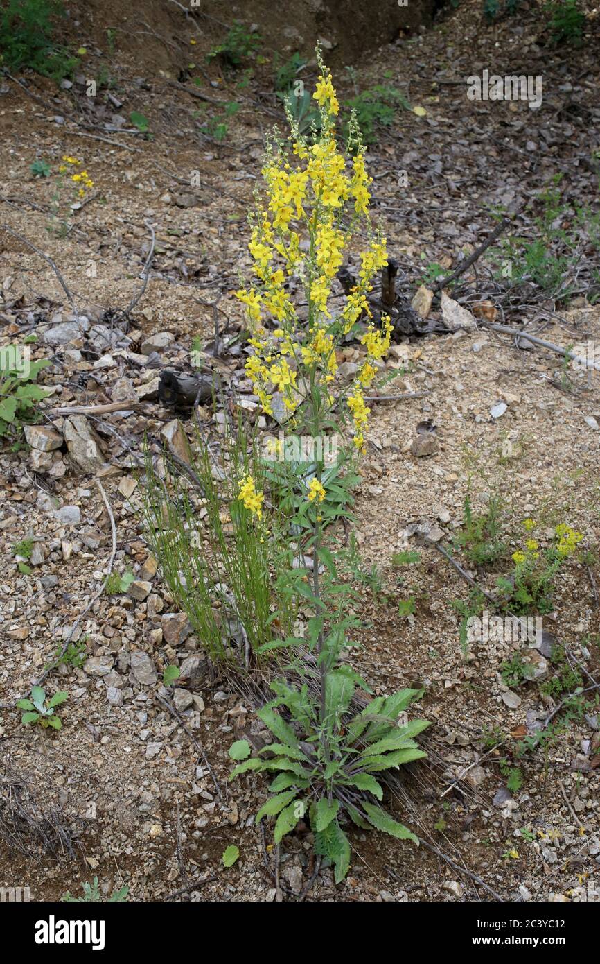 Verbascum humile hi-res stock photography and images - Alamy