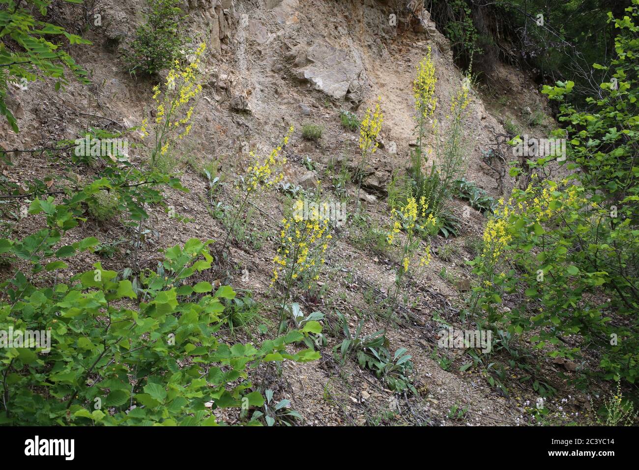 Verbascum humile hi-res stock photography and images - Alamy