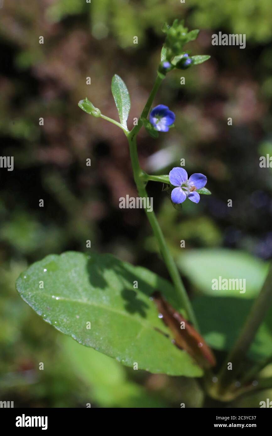 Veronica beccabunga, Brooklime. Wild plant shot in summer Stock Photo ...