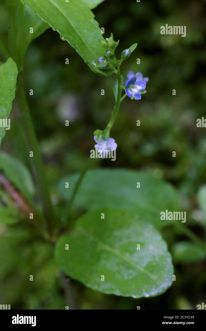 Close up brooklime flower hi-res stock photography and images - Alamy