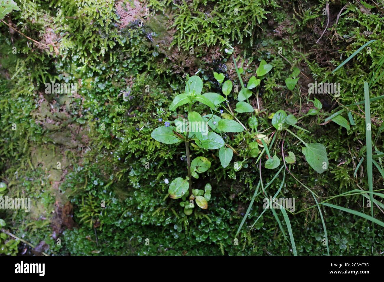 Close up brooklime flower hi-res stock photography and images - Alamy