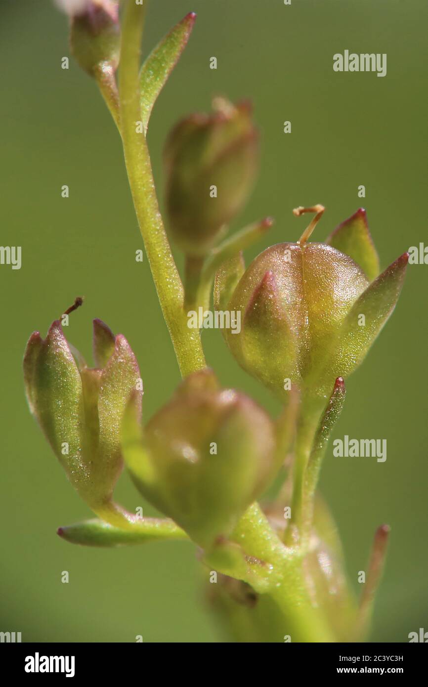 Close up brooklime flower hi-res stock photography and images - Alamy
