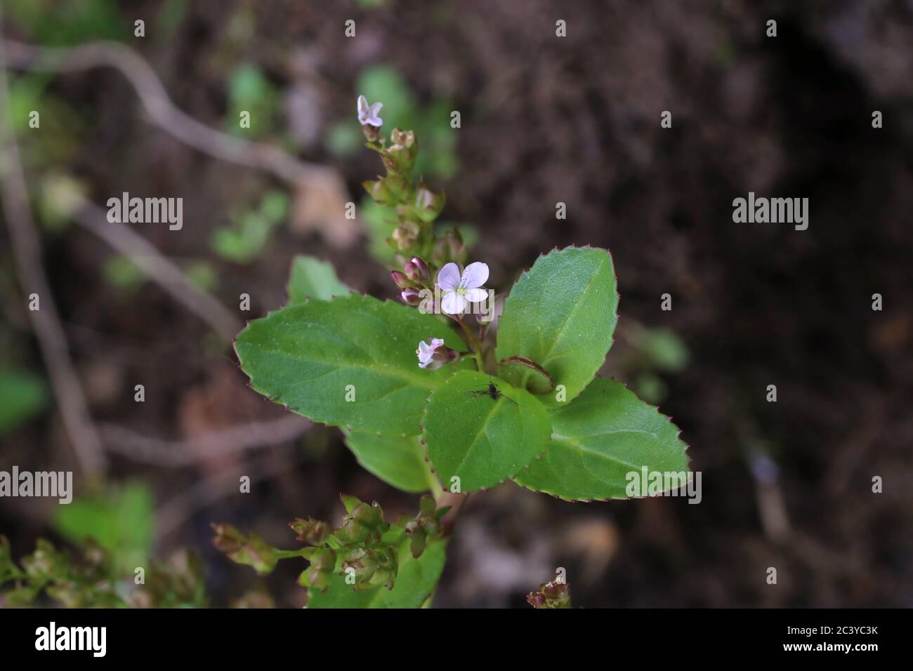 Close up brooklime flower hi-res stock photography and images - Alamy