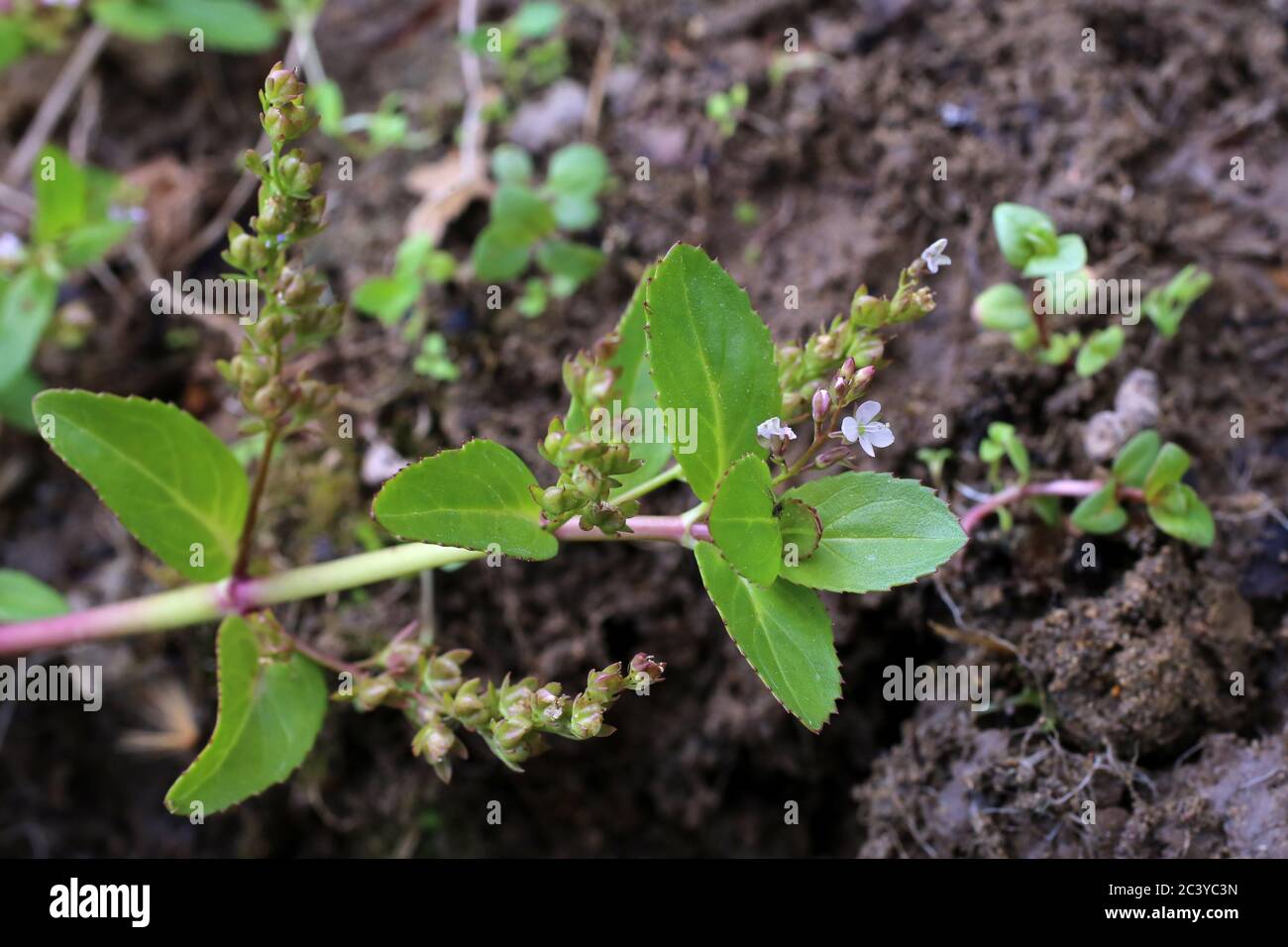 Veronica beccabunga hi-res stock photography and images - Alamy