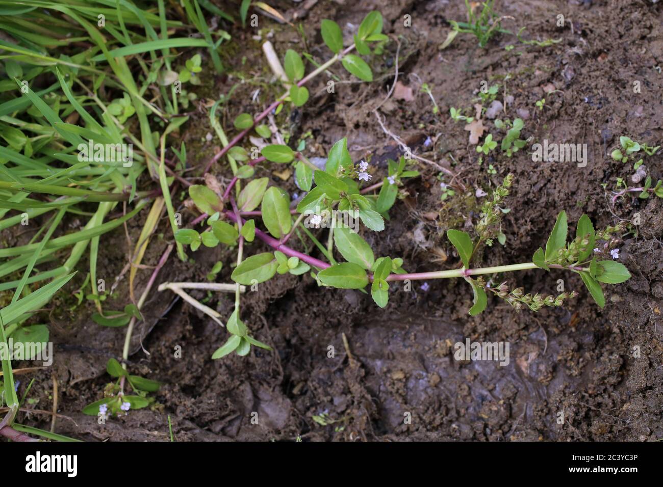Veronica beccabunga hi-res stock photography and images - Alamy