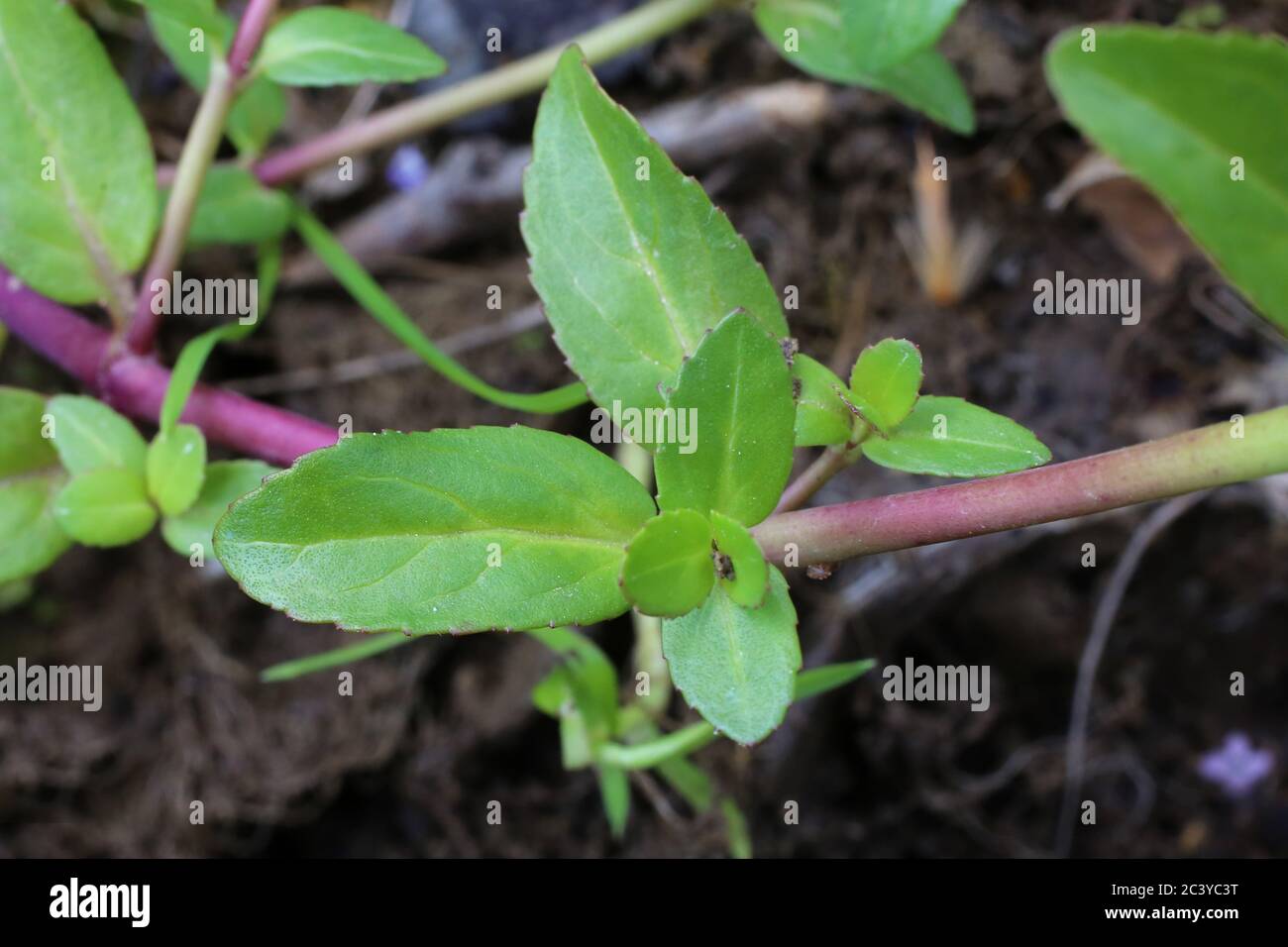 Close up brooklime flower hi-res stock photography and images - Alamy