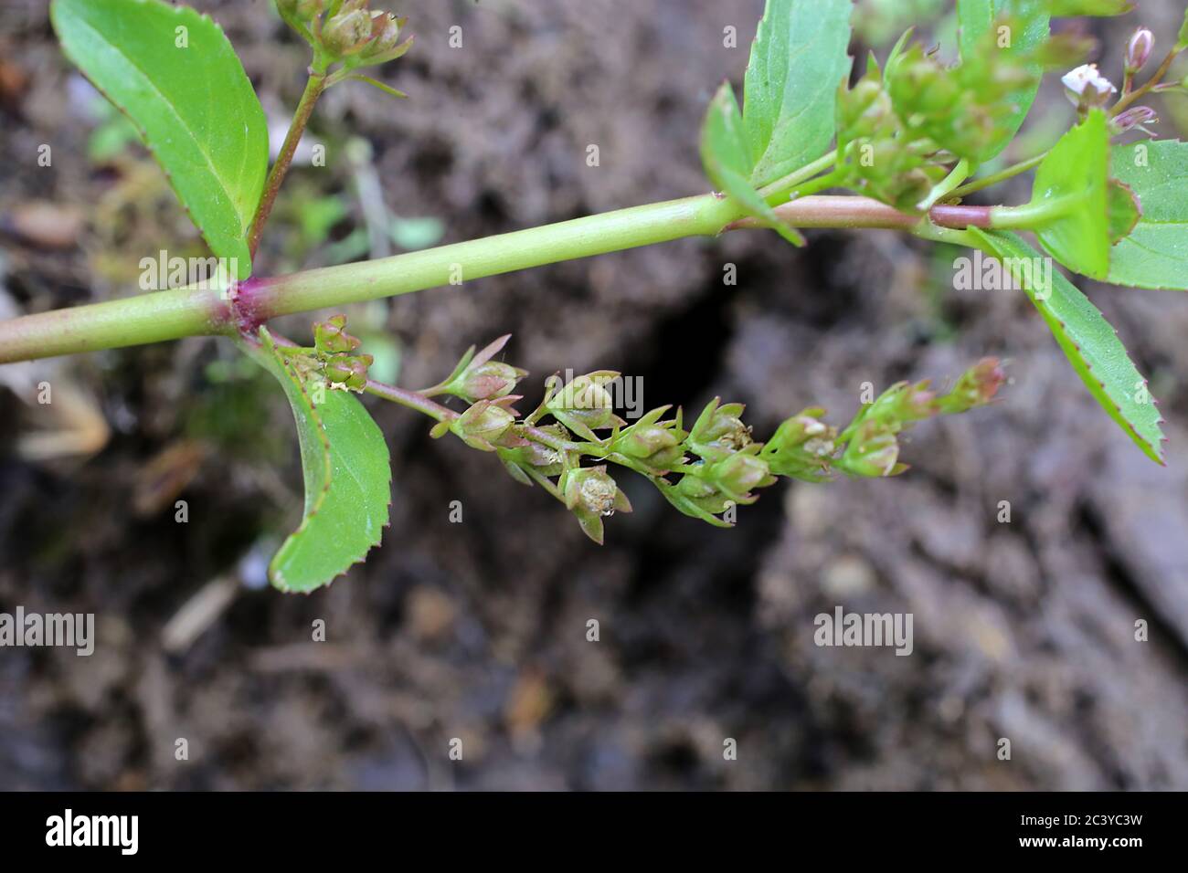 Close up brooklime flower hi-res stock photography and images - Alamy