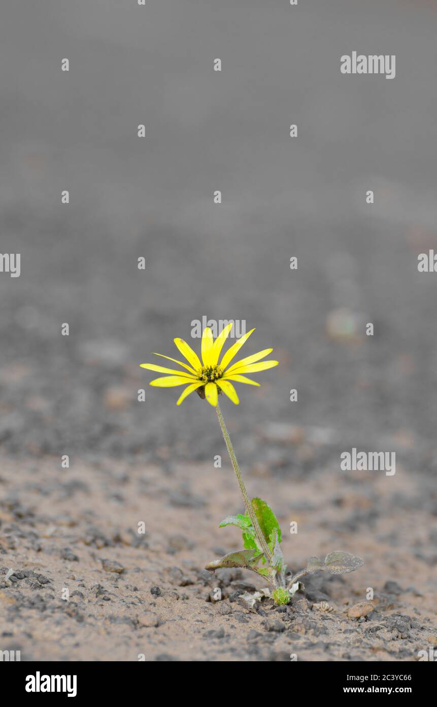 Single yellow flower surviving drought on arid barren soil in ...