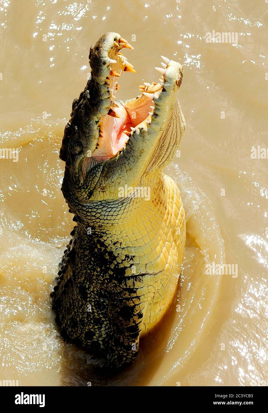 Close up Big saltwater crocodile with open jaw and long teeth jumping ...