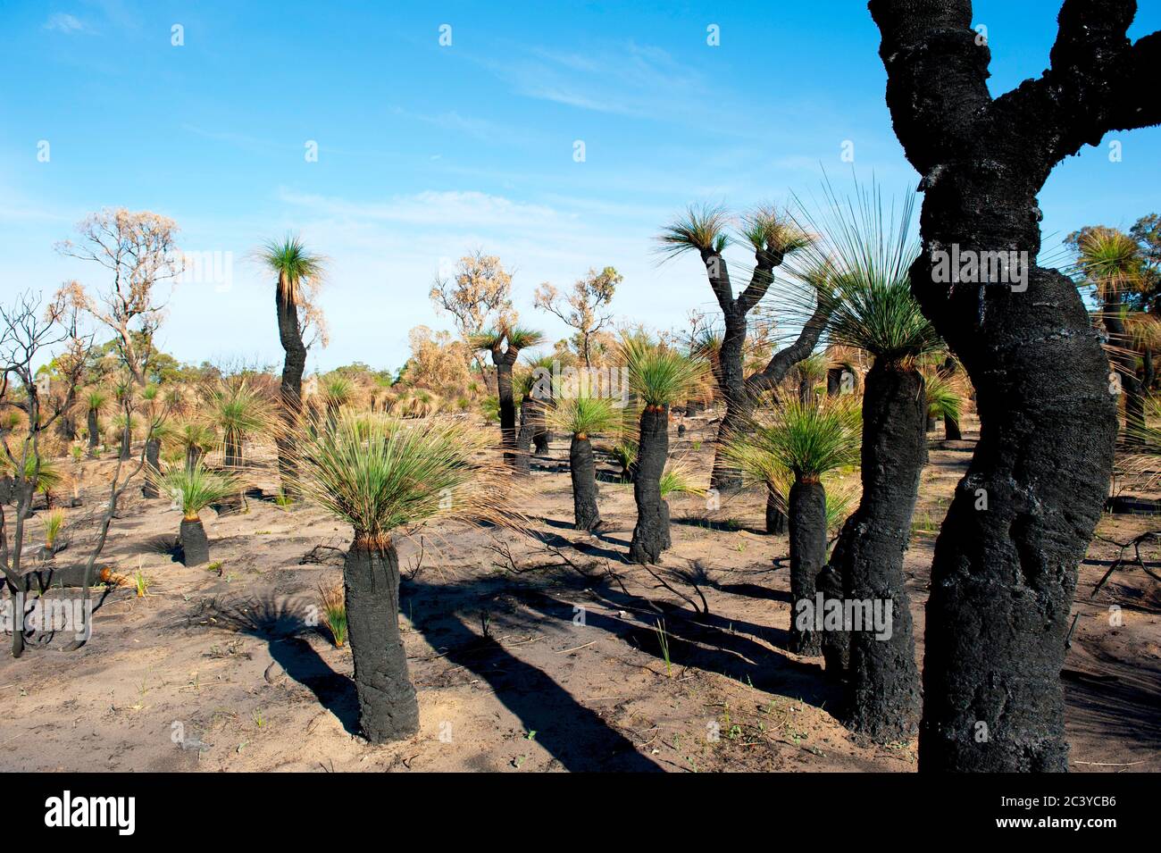 Close up of black burnt stumps of grass trees in Australian outback ...