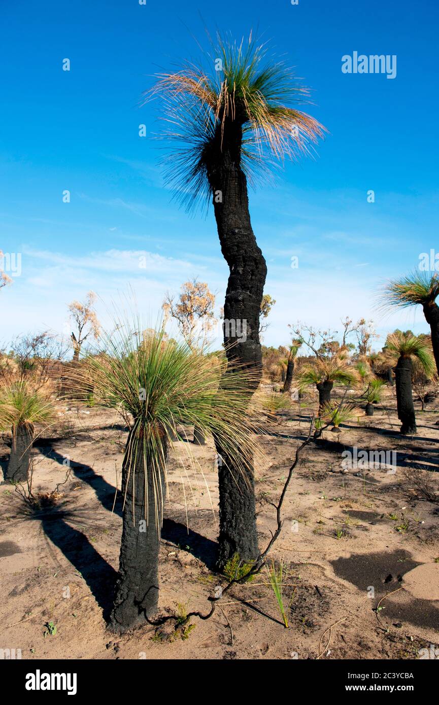 Close up of black burnt stumps of grass trees in Australian outback ...