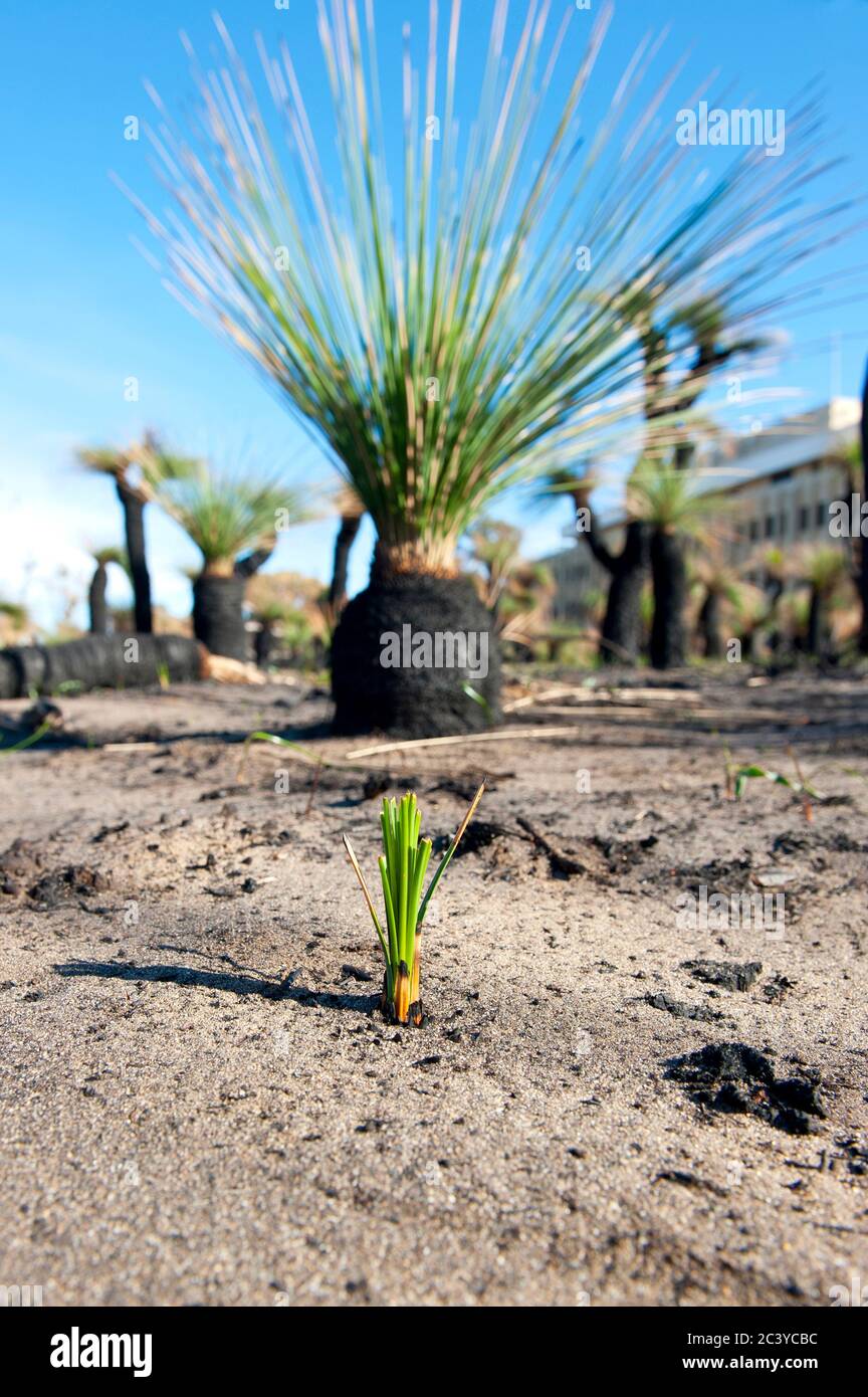 Close up of black burnt stumps of grass trees in Australian outback ...