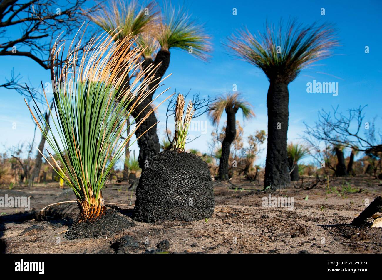 Close up of black burnt stumps of grass trees in Australian outback ...
