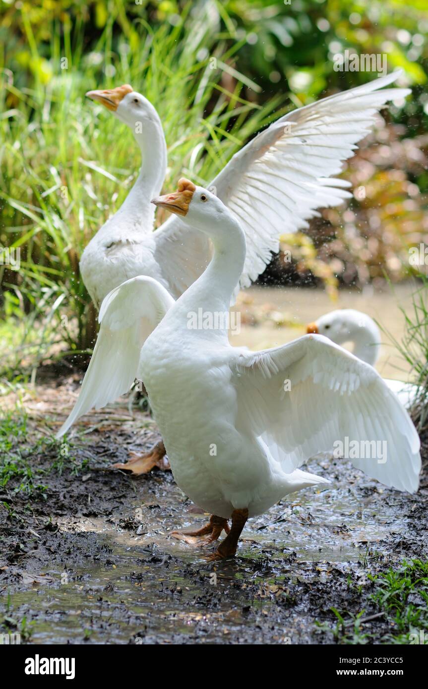 Two Wet Swans Spreading their Wings Stock Photo - Alamy