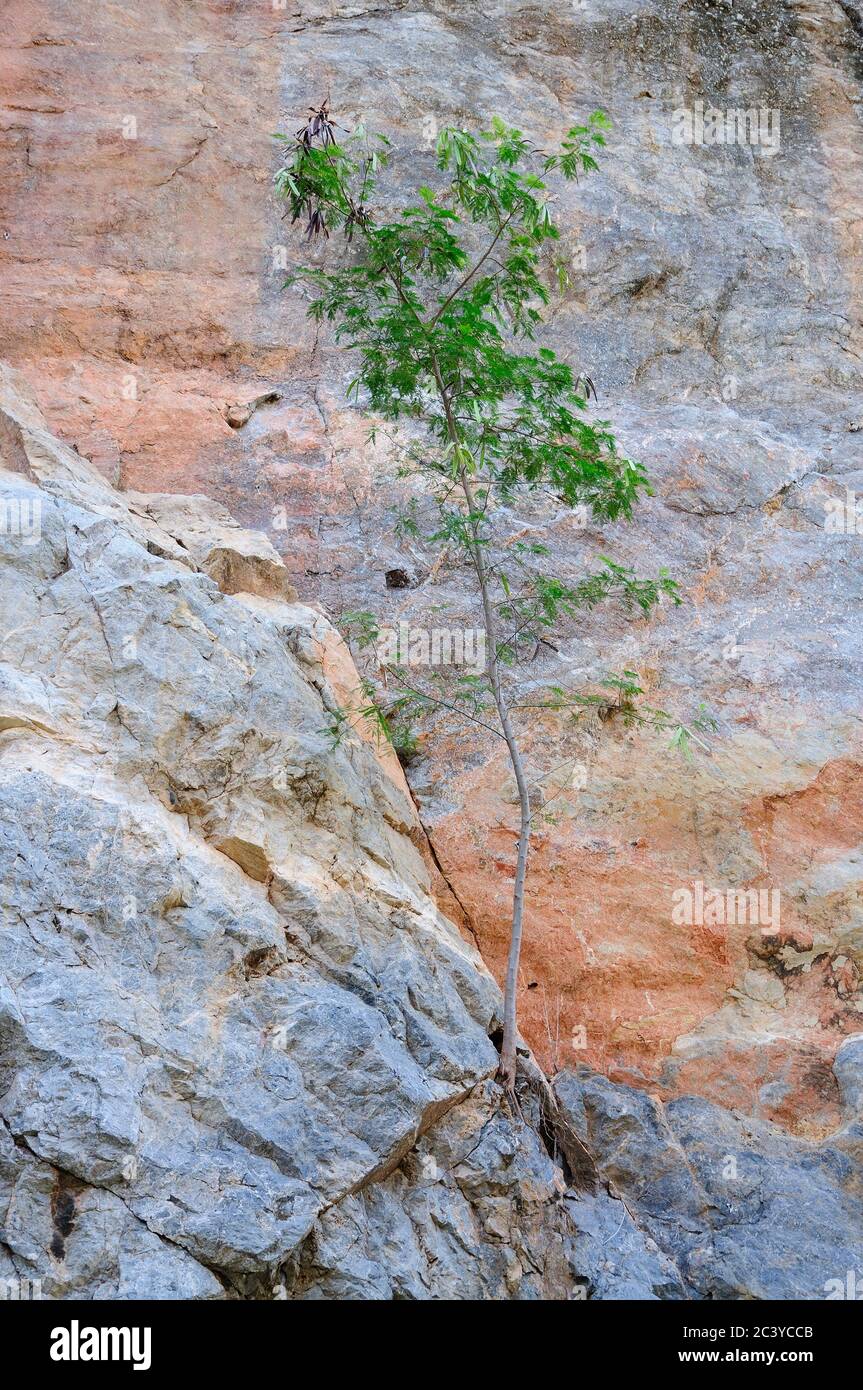 Rock and roots and boulder hi-res stock photography and images - Alamy