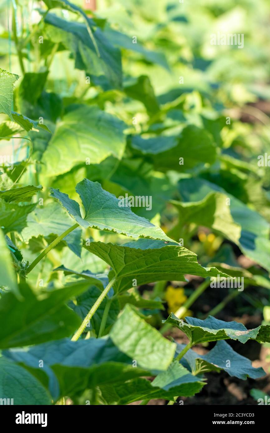 A row of green cucumber plants. Cucumbers grow in the open ground Stock ...
