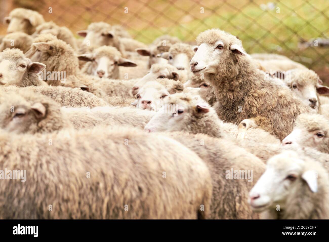 Sheep muzzle outdoors. Standing and staring breeding agriculture animal ...