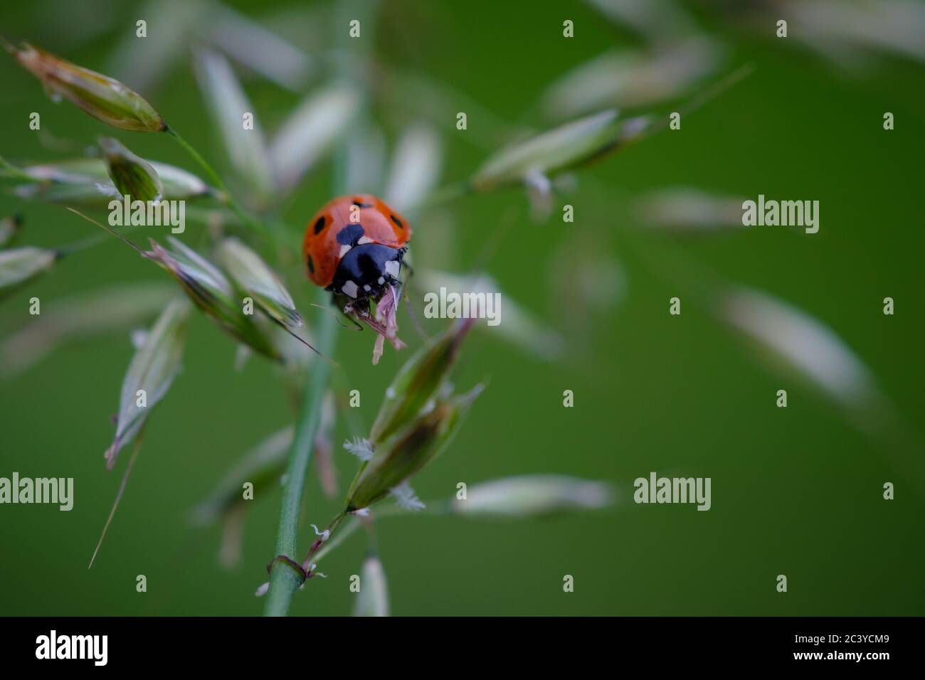 Ladybug in summer Stock Photo - Alamy