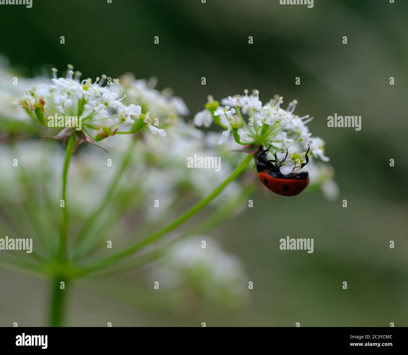 Ladybug in summer Stock Photo - Alamy