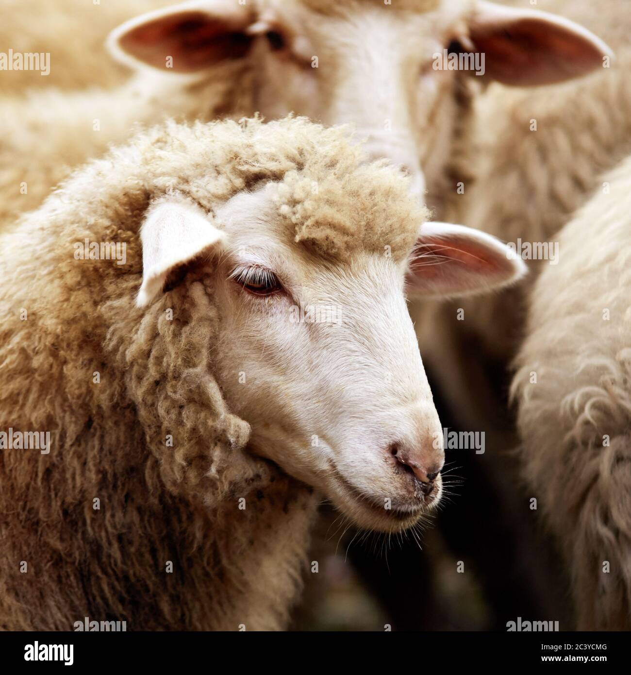Sheep muzzle outdoors. Standing and staring breeding agriculture animal ...