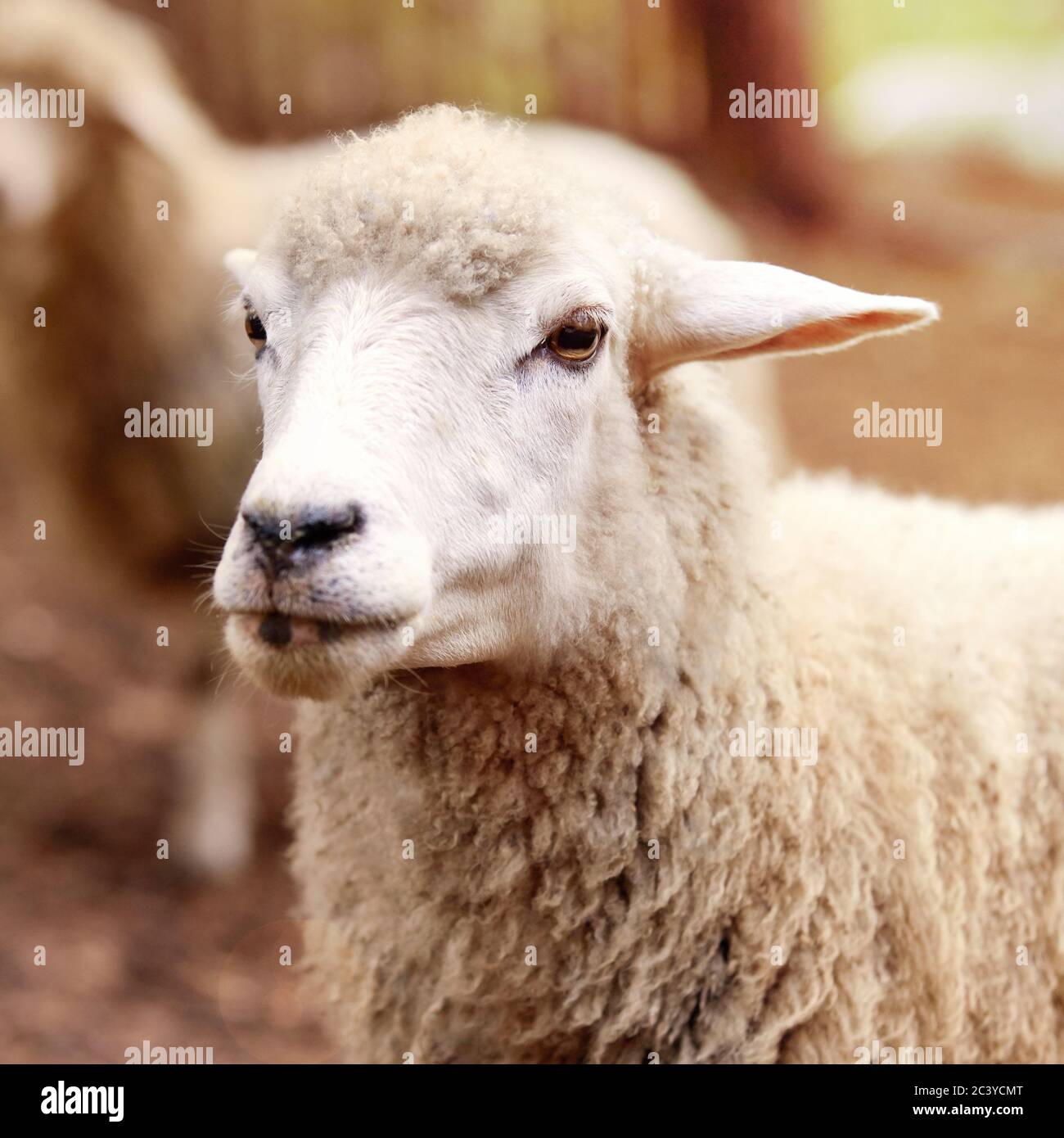 Sheep muzzle outdoors. Standing and staring breeding agriculture animal ...