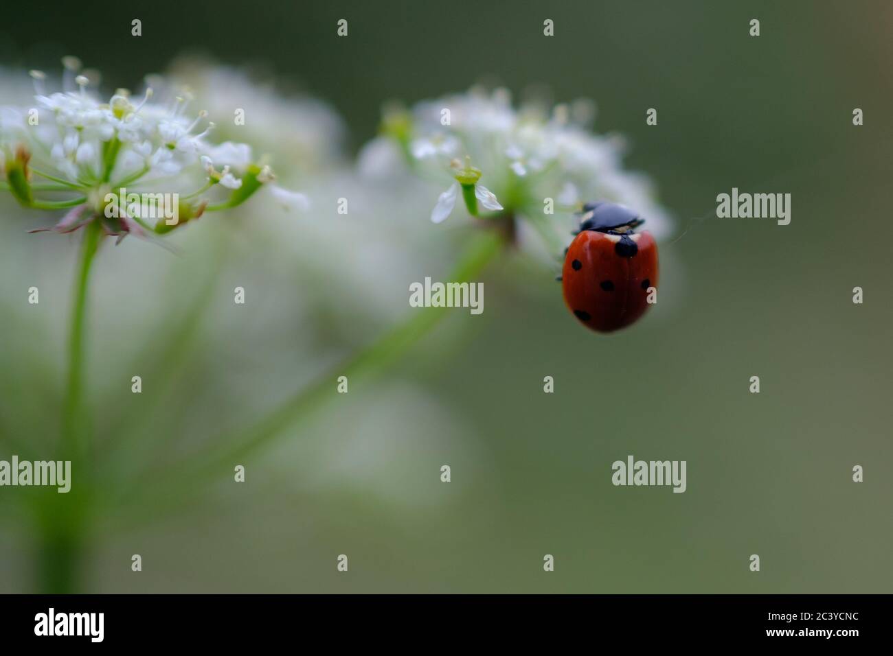 Ladybug closeup hi-res stock photography and images - Alamy