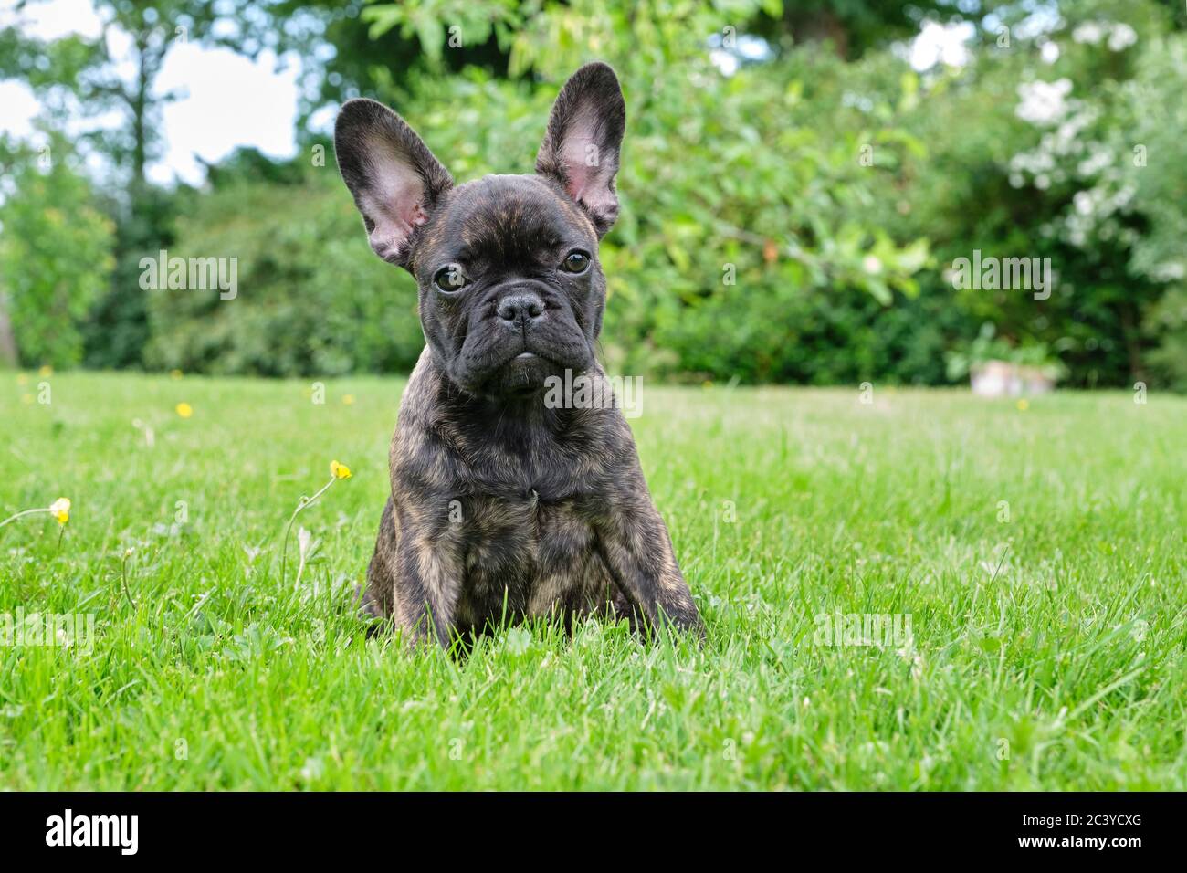 Puppy black brown brindle French bulldog sitting in the grass. Natural ...