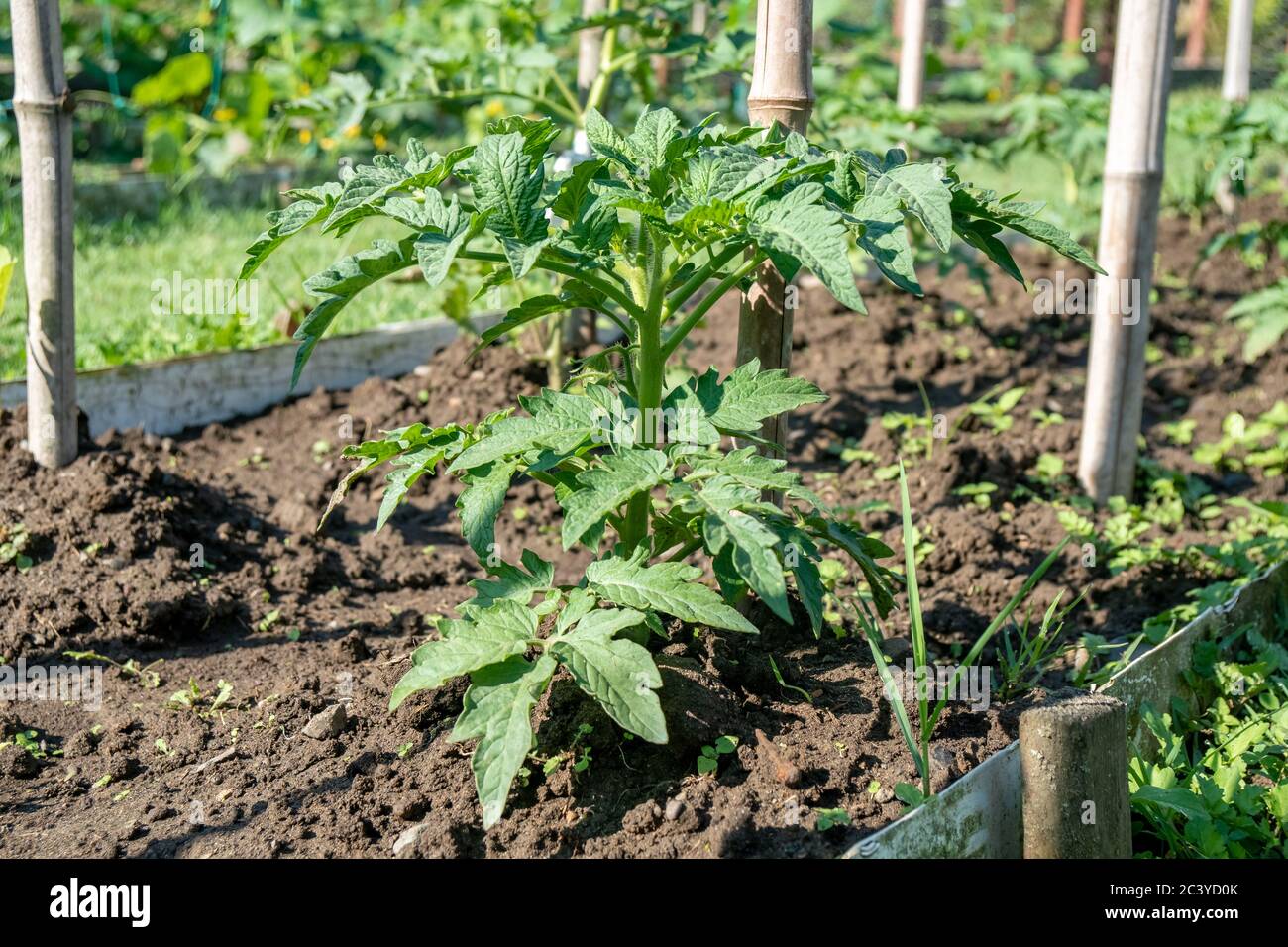 Open field tomato hi-res stock photography and images - Alamy