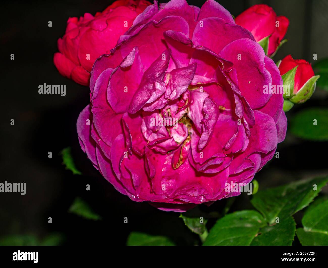 Beautiful red flower buds wild hi-res stock photography and images - Alamy