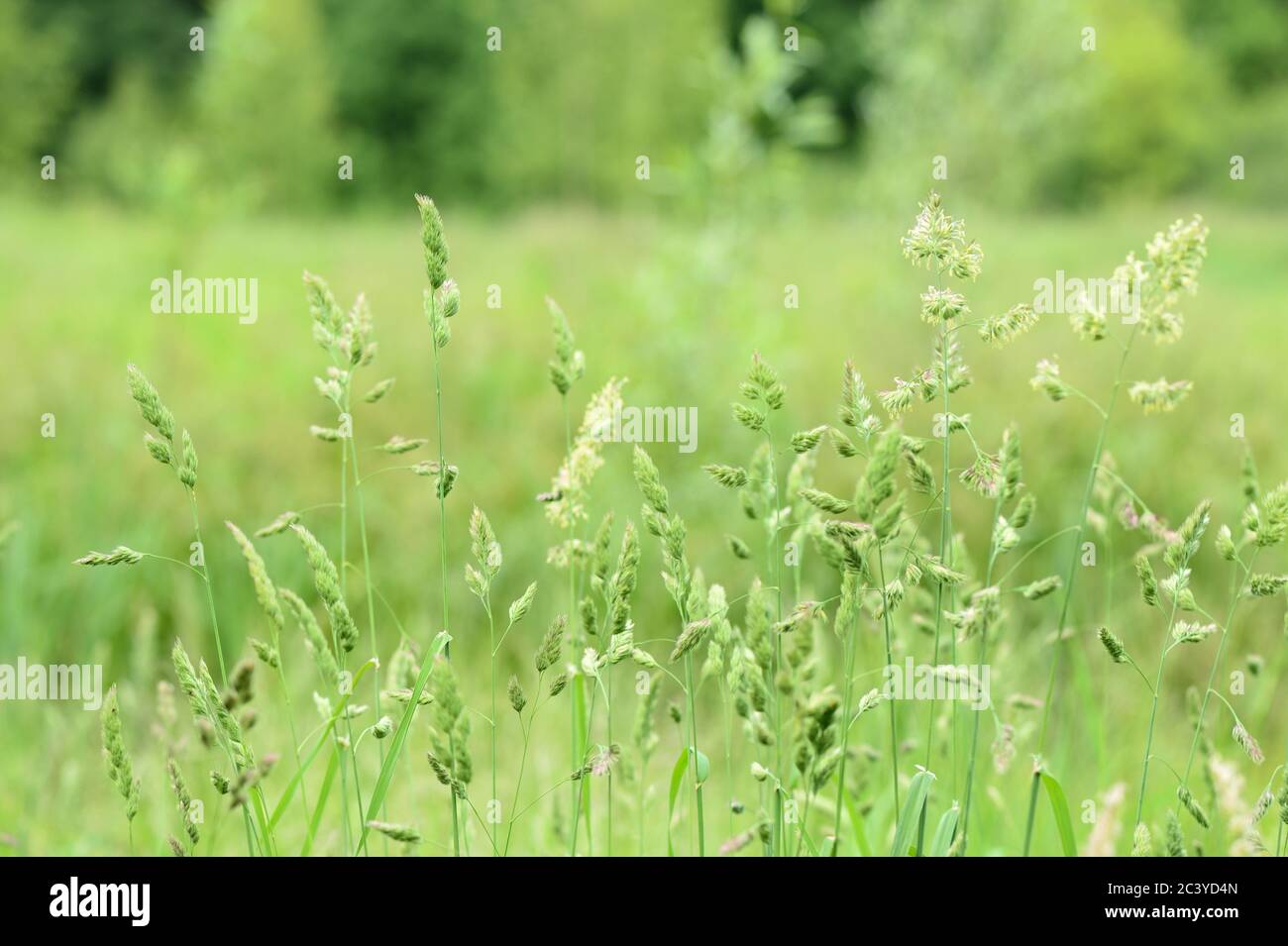Closeup summer fresh green grass hi-res stock photography and images ...