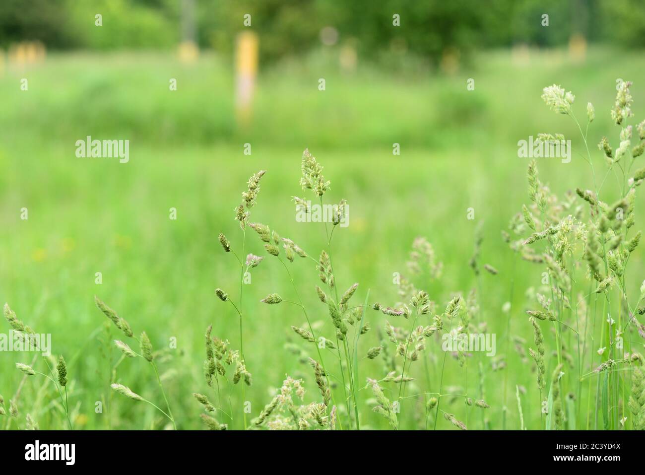 Closeup summer fresh green grass hi-res stock photography and images ...