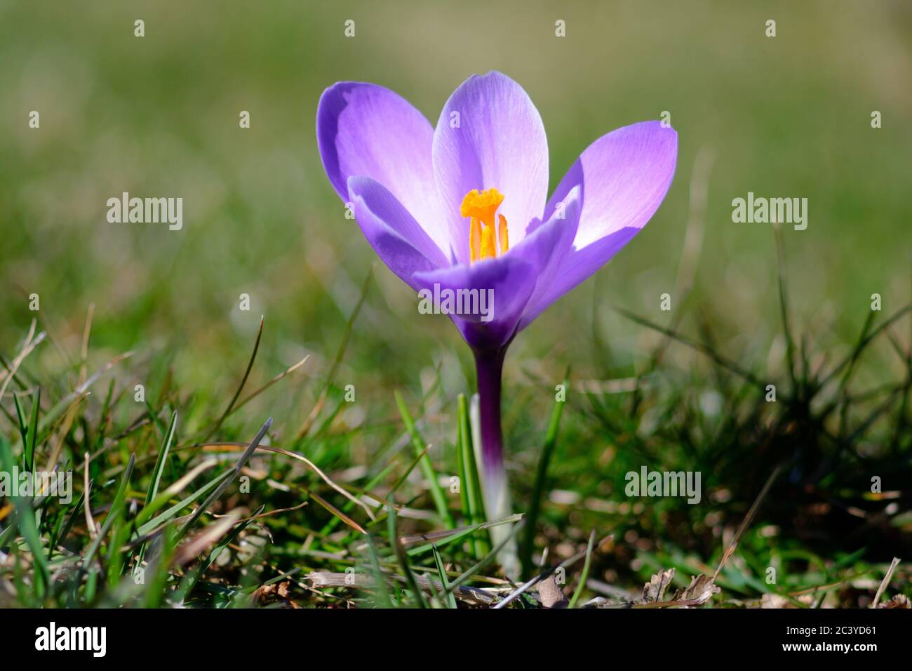 Spring saffron hi-res stock photography and images - Alamy