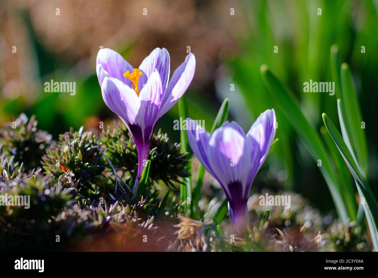 Spring saffron hi-res stock photography and images - Alamy
