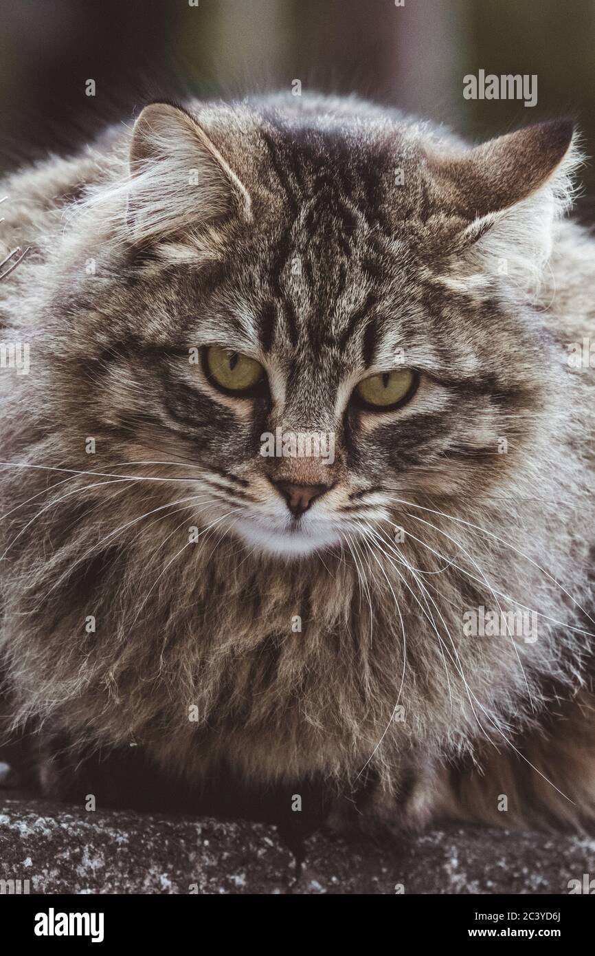 Fat cat club hi-res stock photography and images - Alamy