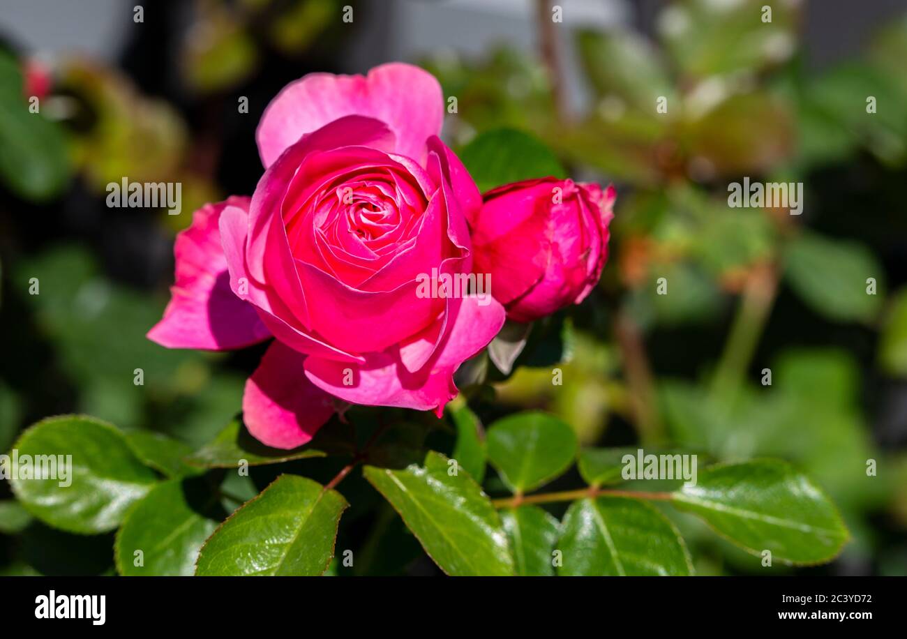 The photo shows a rose bush in the sun Stock Photo - Alamy