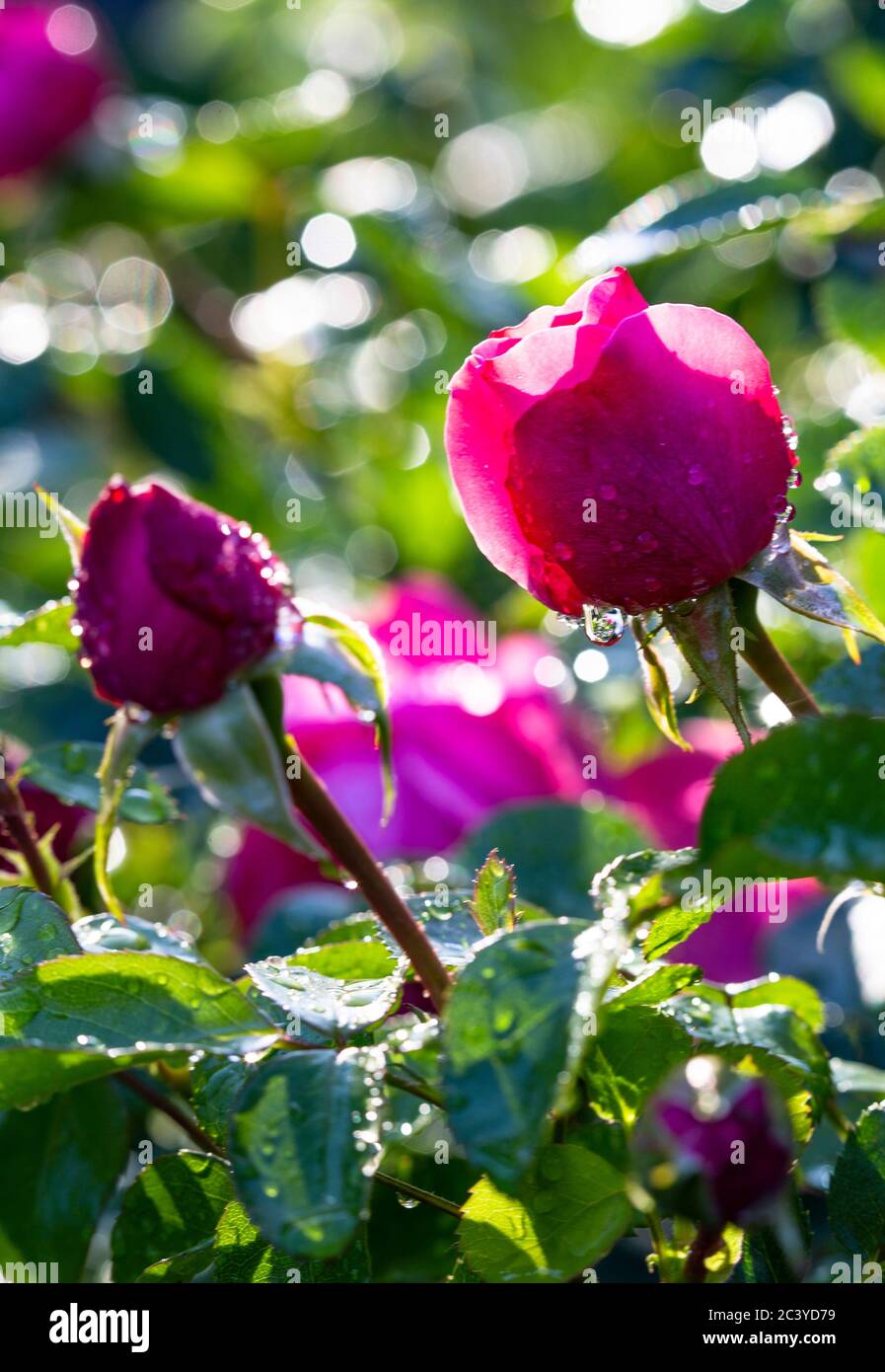 The photo shows a rose bush in the sun Stock Photo - Alamy