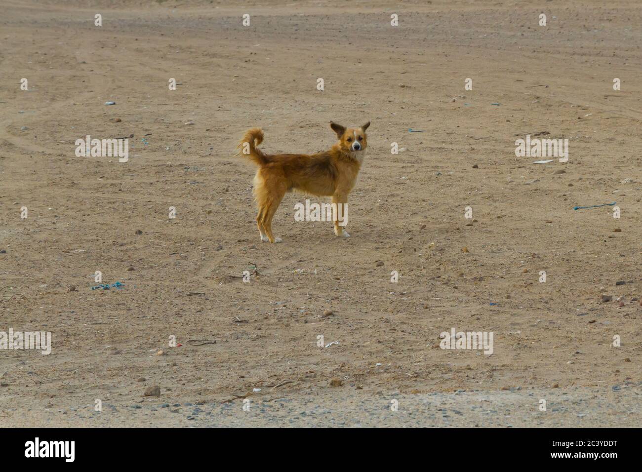 Chiribaya hi-res stock photography and images - Alamy