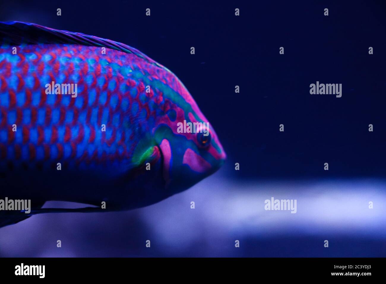 Aquatic animals hi-res stock photography and images - Alamy